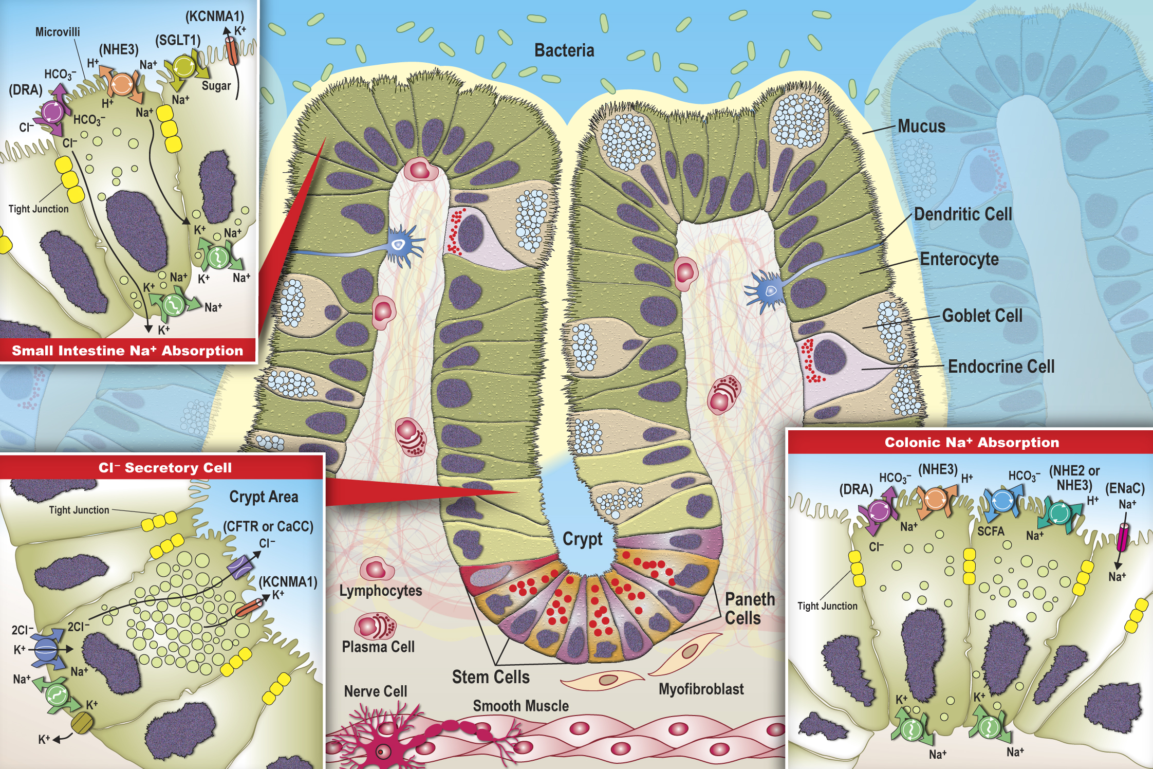 The Scientific Consulting Group, Inc.